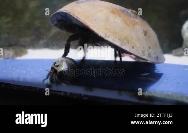 Xiphosura the oldest prehistoric creature in the world in aquarium ...