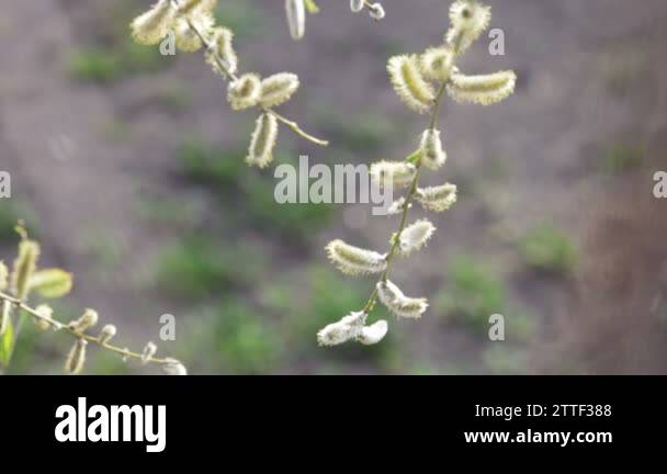Willow farming Stock Videos & Footage - HD and 4K Video Clips - Alamy