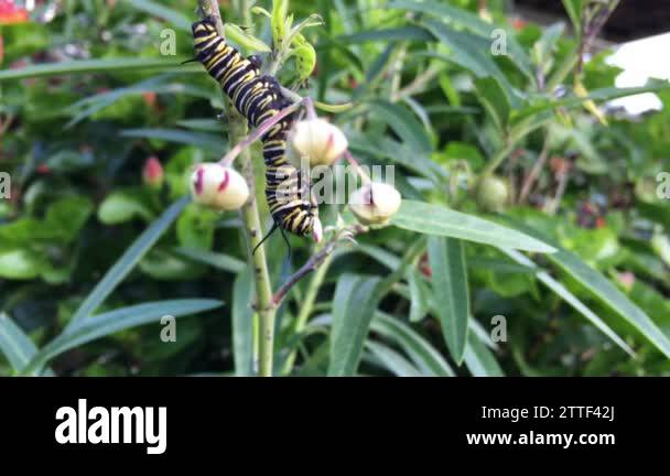 Wanderer butterfly caterpillar Stock Videos & Footage - HD and 4K Video ...