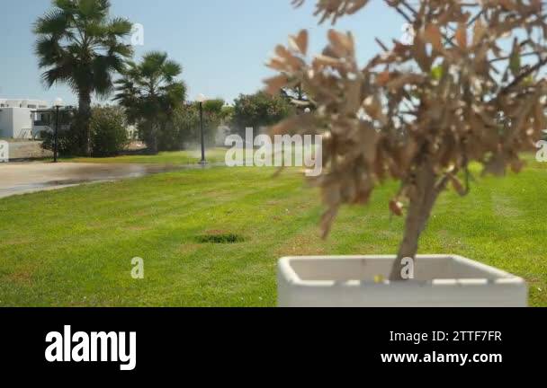 Palm tree olive tree Stock Videos & Footage - HD and 4K Video Clips - Alamy