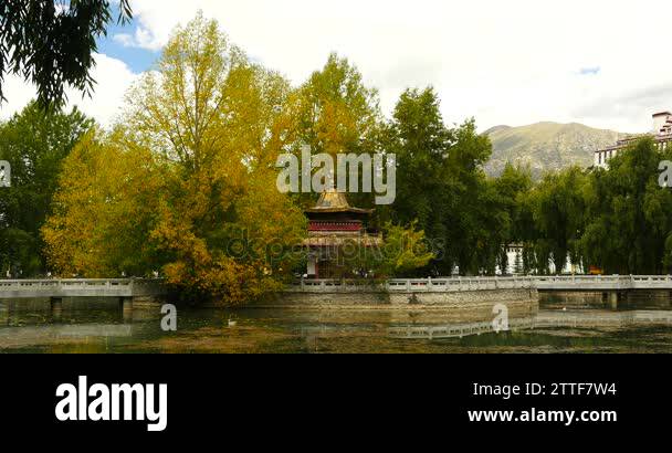 Ancient trees tibetan plateau Stock Videos & Footage - HD and 4K Video ...