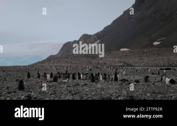 Life flock penguins in antarctica Stock Videos & Footage - HD and 4K ...