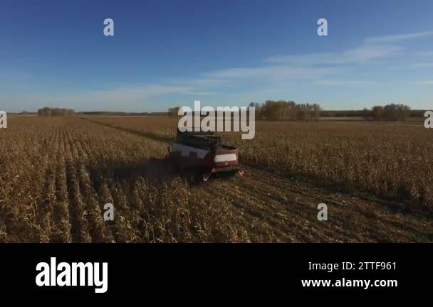 Industrial agricultural harvesting rural scene. Golden corn field ...