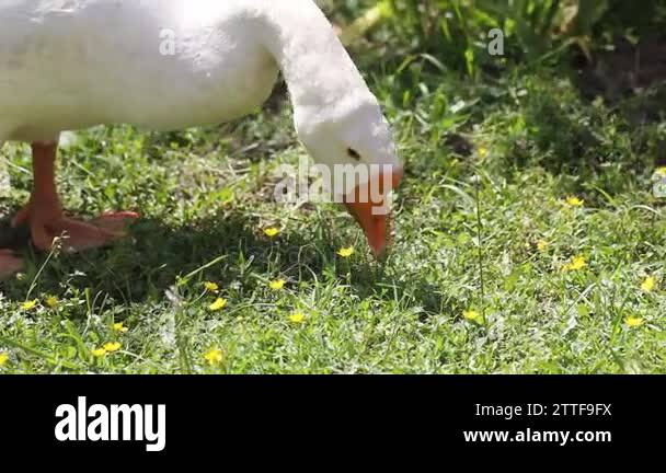 Eat goose Stock Videos & Footage - HD and 4K Video Clips - Alamy