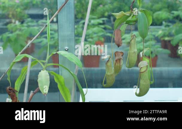 Nepenthes mirabilis, common swamp pitcher plant, tropical carnivorous ...