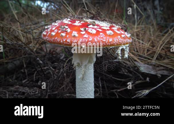 Fungi fly agaric amanita Stock Videos & Footage - HD and 4K Video Clips ...