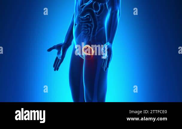 Male bladder anatomy Stock Videos & Footage - HD and 4K Video Clips - Alamy