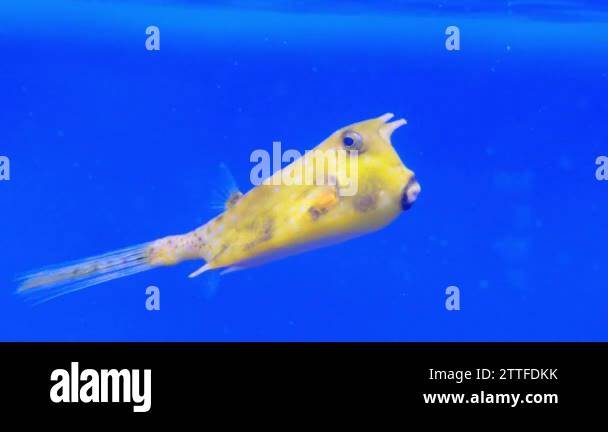 Longhorn cowfish, Lactoria cornuta, also called horned boxfish, is ...