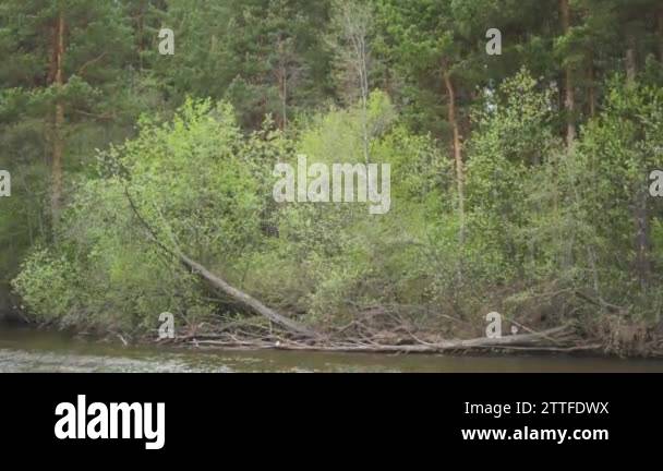 Green forest behind the river and fallen tree trunks because of strong ...