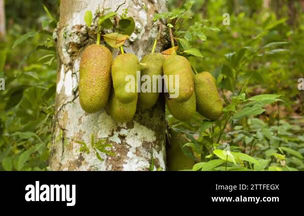 Jak tree Stock Videos & Footage - HD and 4K Video Clips - Alamy