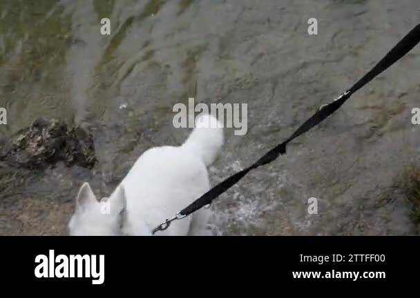 White puddle Stock Videos & Footage - HD and 4K Video Clips - Alamy