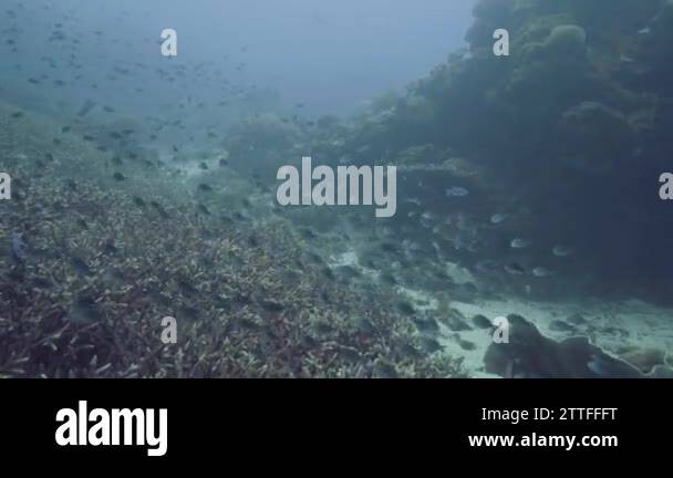 Sea fish swimming over coral reef and seaweed on sea bottom underwater ...