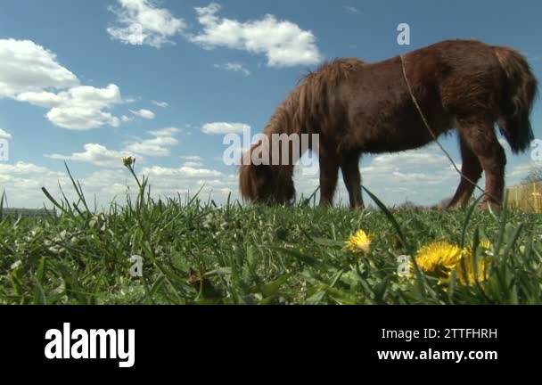 Pony in yellow field Stock Videos & Footage - HD and 4K Video Clips - Alamy