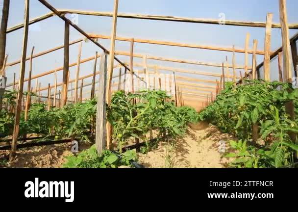 Tomato plantations Stock Videos & Footage - HD and 4K Video Clips - Alamy