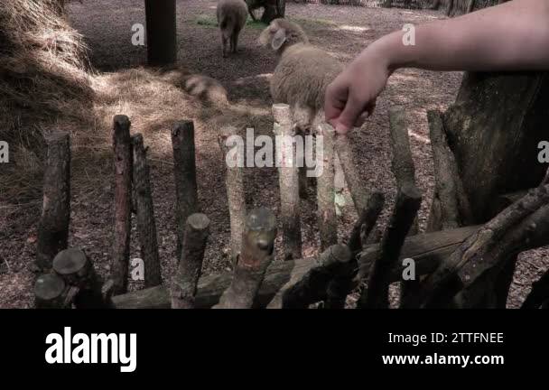Man feeding sheep Stock Videos & Footage - HD and 4K Video Clips - Alamy