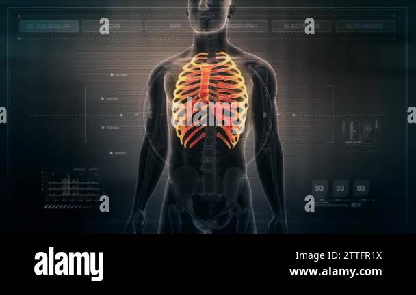 Human Anatomy animation showing the male ribs. Skeletal system Scan ...