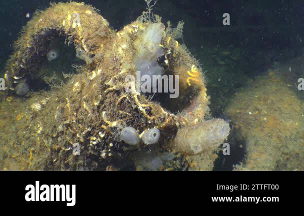 Ancient Greek amphora on the seabed, close-up Stock Video Footage - Alamy