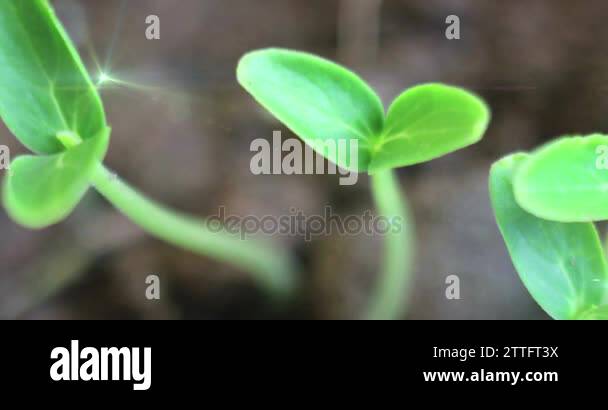 Germinating cucumber seed in Stock Videos & Footage - HD and 4K Video ...