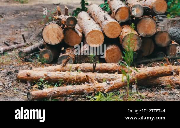 Huge logs from felled trees lie in forest on the ground. Folded trees ...