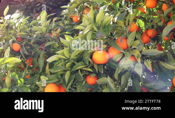 Mandarin branch leaves orange Stock Videos & Footage - HD and 4K Video ...