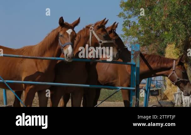 Stallions Stock Videos & Footage - HD and 4K Video Clips - Alamy