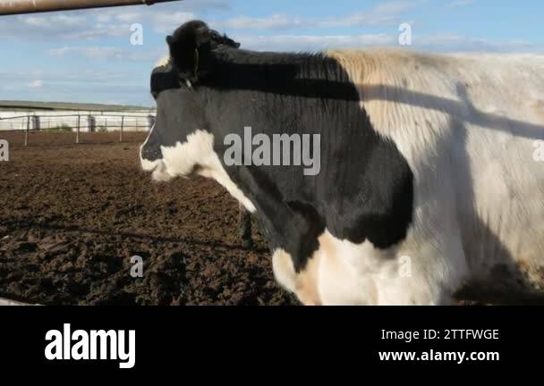 Cow yawning Stock Videos & Footage - HD and 4K Video Clips - Alamy