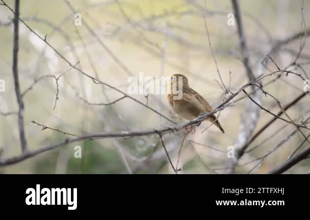Gouldian finch lady erythrura Stock Videos & Footage - HD and 4K Video ...