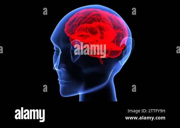 Human skull rotating on black background Stock Video Footage - Alamy