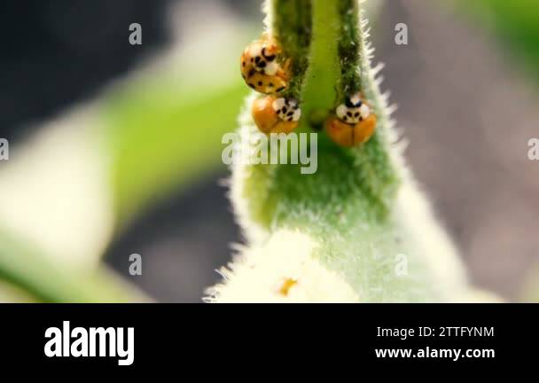 Wasp lays the larva in a ladybug Stock Video Footage - Alamy