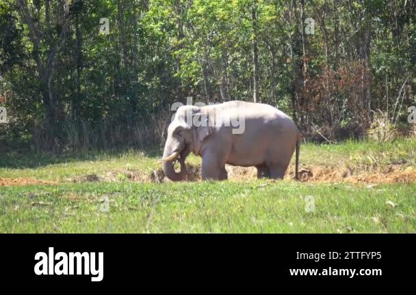 Elephant national park and thailand Stock Videos & Footage - HD and 4K ...