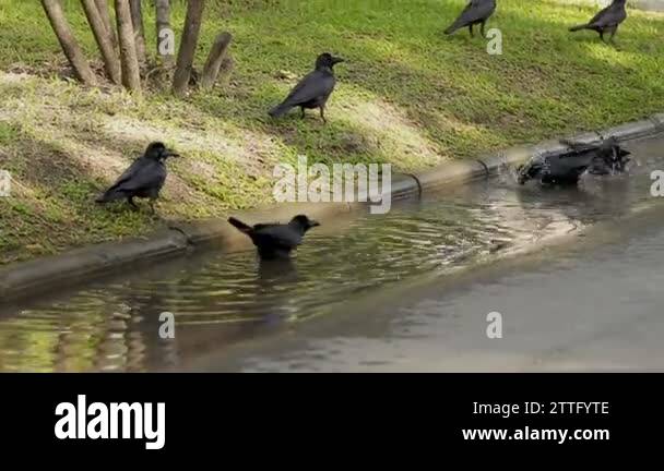 Puddle sunny Stock Videos & Footage - HD and 4K Video Clips - Alamy