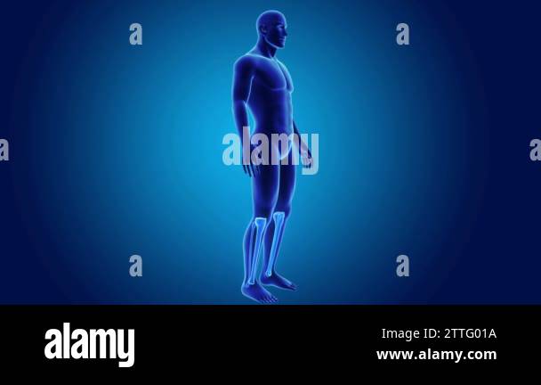 Tibia body Stock Videos & Footage - HD and 4K Video Clips - Alamy