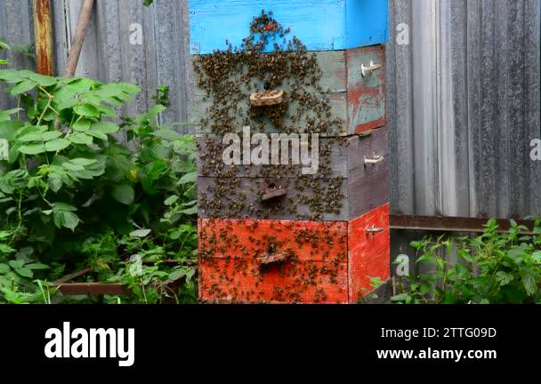 Britain bees Stock Videos & Footage - HD and 4K Video Clips - Alamy