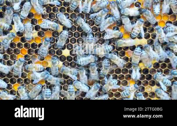 National brood frame Stock Videos & Footage - HD and 4K Video Clips - Alamy