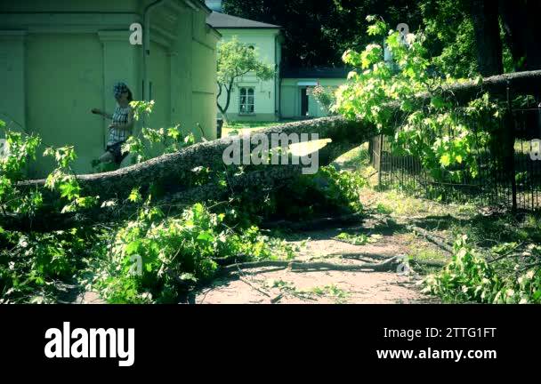 House crushed by tree Stock Videos & Footage - HD and 4K Video Clips ...