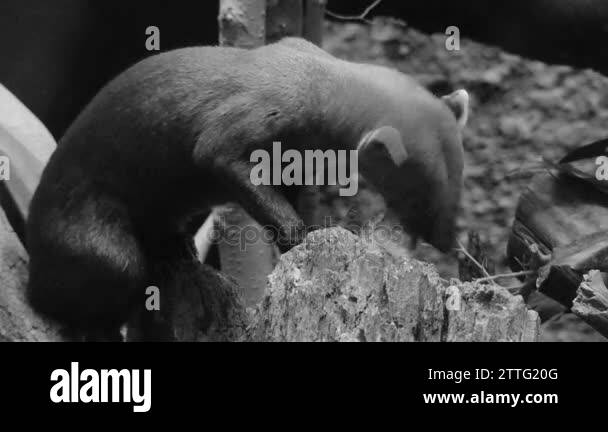 Ring tailed mongoose galidia elegans Stock Videos & Footage - HD and 4K ...