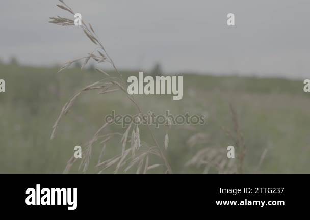 Yellow grain growing in a farm field. Abstract background brown and ...