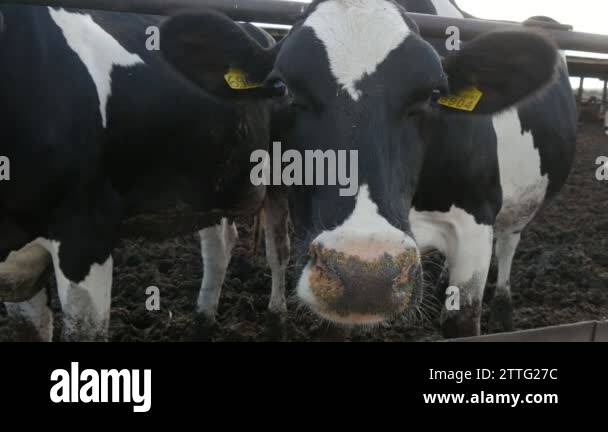 Funny cow is trying to smell the camera while eating hay from a feeder ...