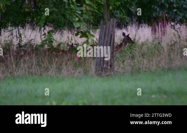 Group of deer and mouflons. The mouflon Ovis orientalis orientalis ...