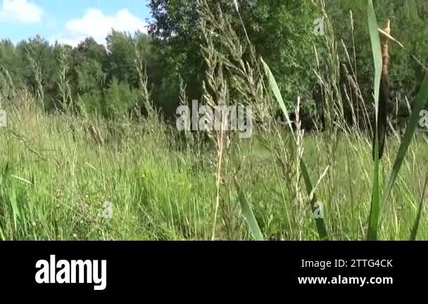 Typha latifolia, Common Bulrush, Broadleaf Cattail HD video footage ...