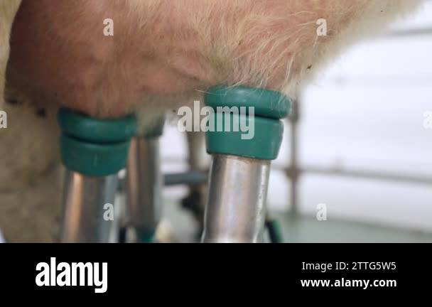 Equipment for milking cows. Cow milking machine. Milking process Stock ...