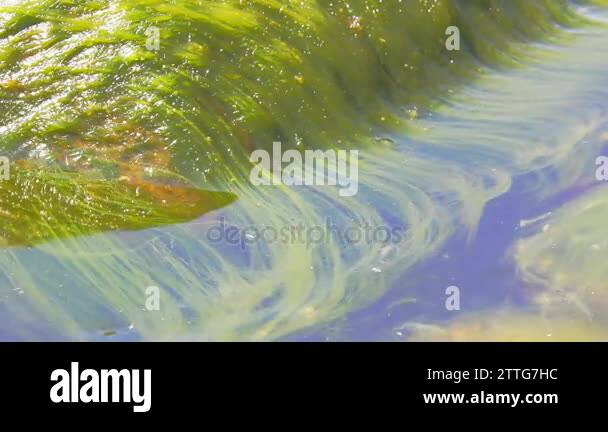 Sea nymphs Stock Videos & Footage - HD and 4K Video Clips - Alamy