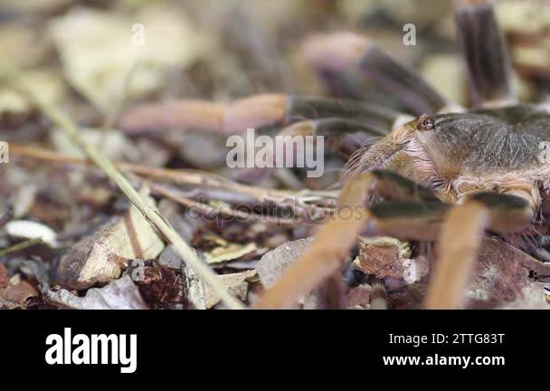 Colombian Giant Red-leg Tarantula (Megaphobema robustum Stock Video ...