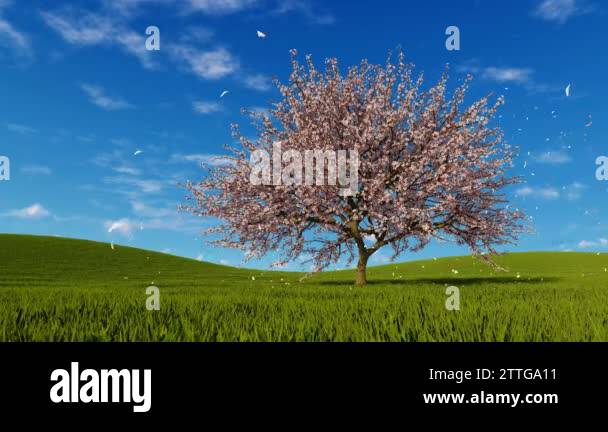 Spring scenery with single sakura cherry tree in full blossom and ...