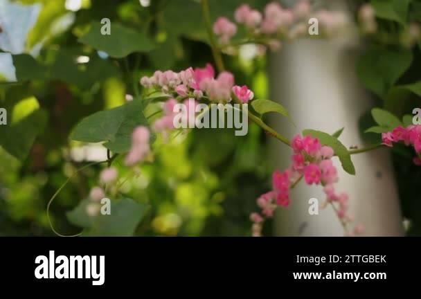 Pink creeper plant Stock Videos & Footage - HD and 4K Video Clips - Alamy