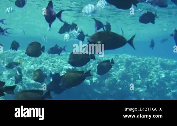 Shoal of black spherical fish swimming in the light blue waters in ...