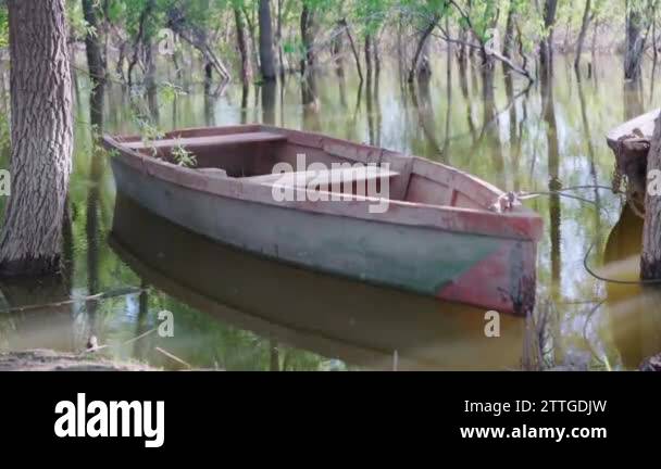 Boat among trees Stock Videos & Footage - HD and 4K Video Clips - Alamy