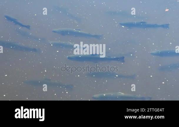 Sea trout habitat Stock Videos & Footage - HD and 4K Video Clips - Alamy