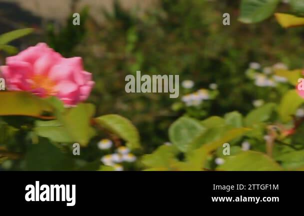 Batumi botanic garden Stock Videos & Footage - HD and 4K Video Clips ...