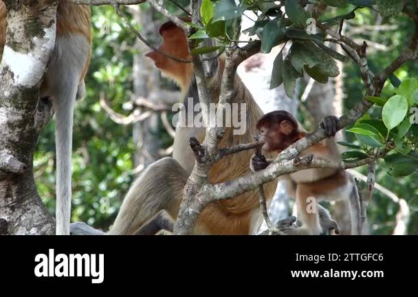 Baby Proboscis monkey (Nasalis larvatus) playing in a tree in Labuk Bay ...